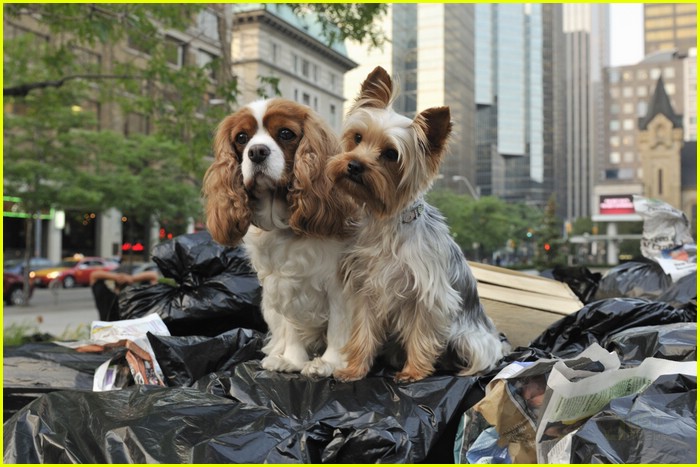 Ashley Tisdale: Sharpay's Fabulous Adventure Premieres May 22 on Disney ...