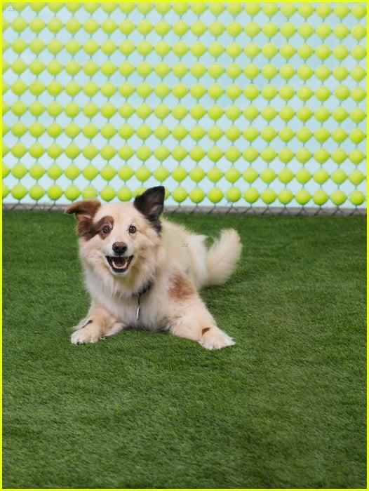 Full Sized Photo of dog with blog cast 4th july 08 | G Hannelius ...