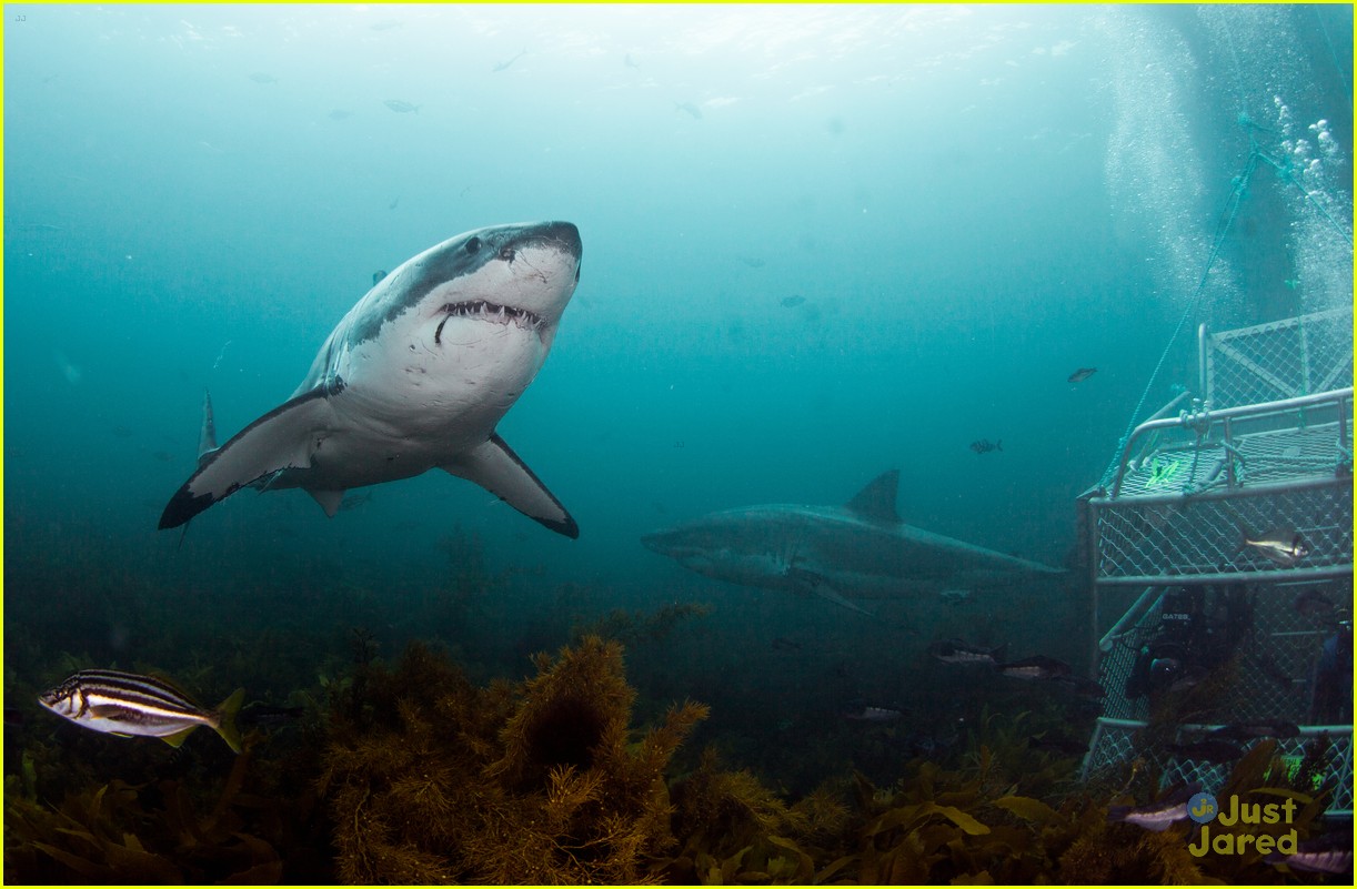 Demi Lovato, Sophia Bush & More Get Ready For Shark Week 2014 | Photo ...