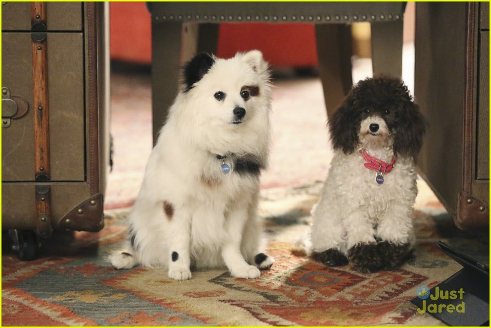 Is Max Really Dating Karl On 'Dog With A Blog'?! | Photo 839291 - Photo ...