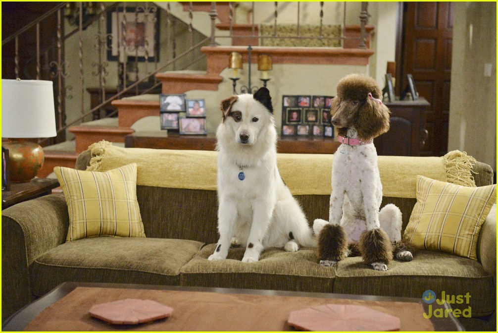 Full Sized Photo of dog blog stan rescuep princess stills 17 | Stan ...