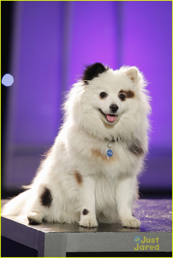 The 'Dog With A Blog' Series Finale Is Tonight & The Pics Will Make You ...