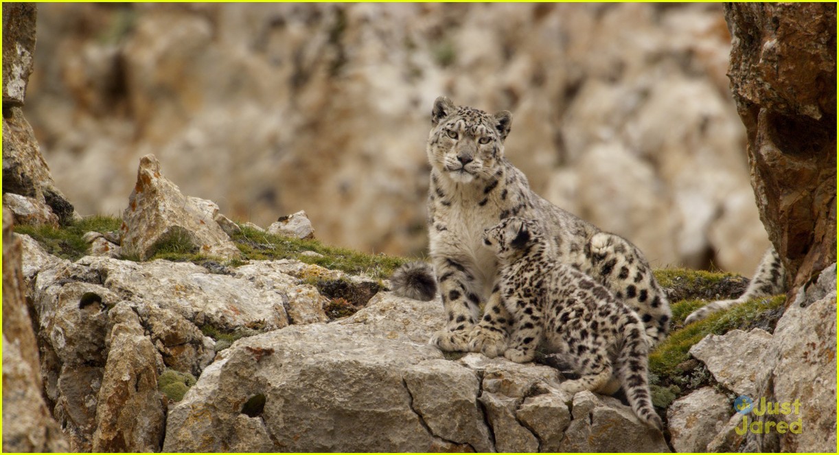 Disneynature Celebrates Earth Day With New 'Born In China' Trailer ...