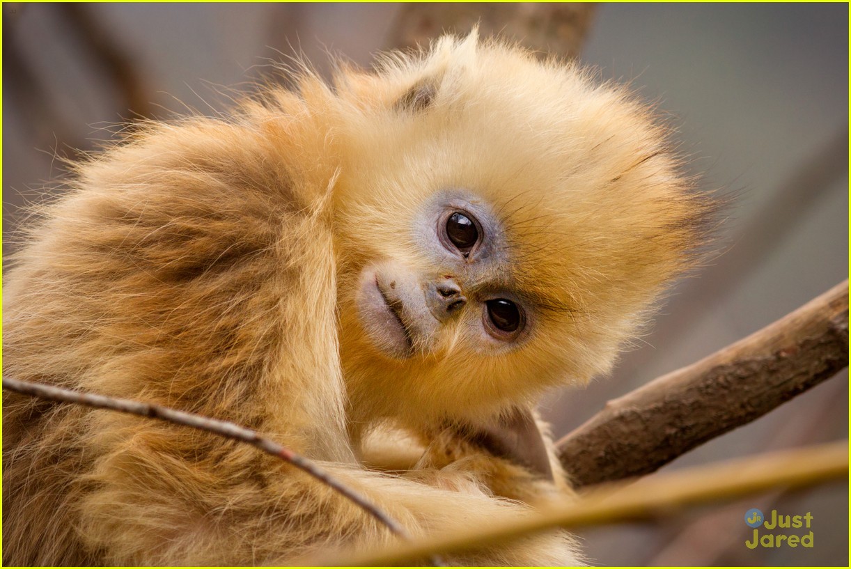 'Born in China's Snow Leopard Storyline Will Tear Your Heart in Pieces ...