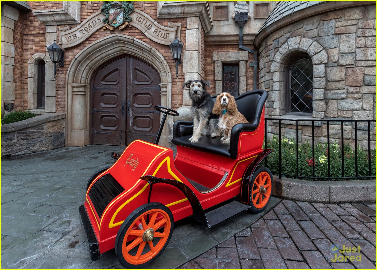 Full Sized Photo of lady tramp fur stars disneyland trip 01 | 'Lady And ...