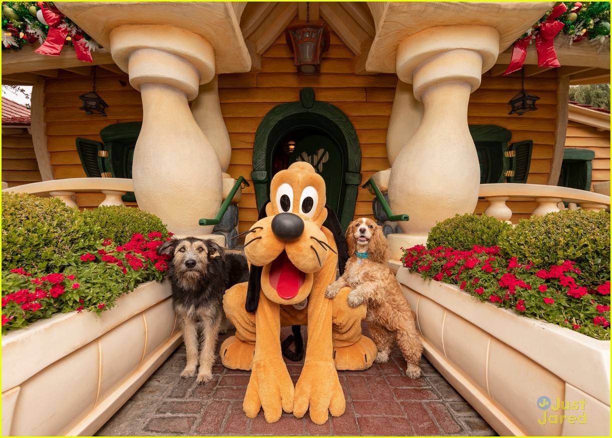 'Lady And The Tramp' Stars Monte & Rose Meet Pluto at Disneyland ...
