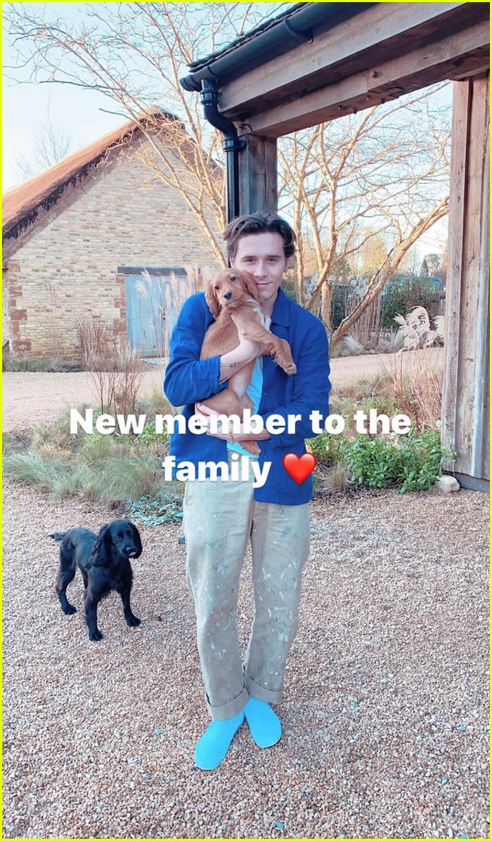 Full Sized Photo of beckham family welcomes a dog sage 11 | Brooklyn ...