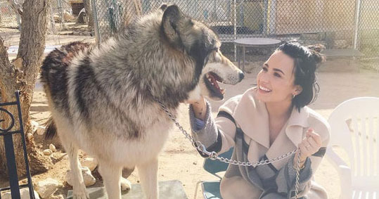 Demi Lovato Celebrates Wilmer Valderrama’s Birthday at a Wolf Sanctuary ...