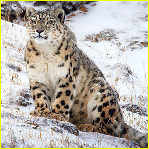 Disneynature Celebrates Earth Day With New ‘Born In China’ Trailer ...